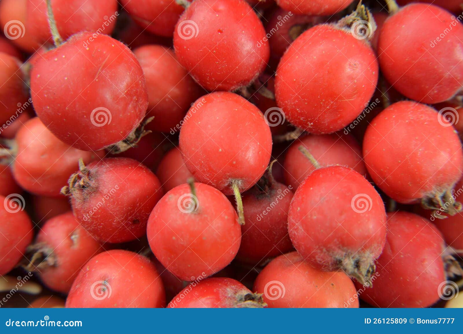 Haw stock image. Image of superfood, vegetable, schisandra - 26125809