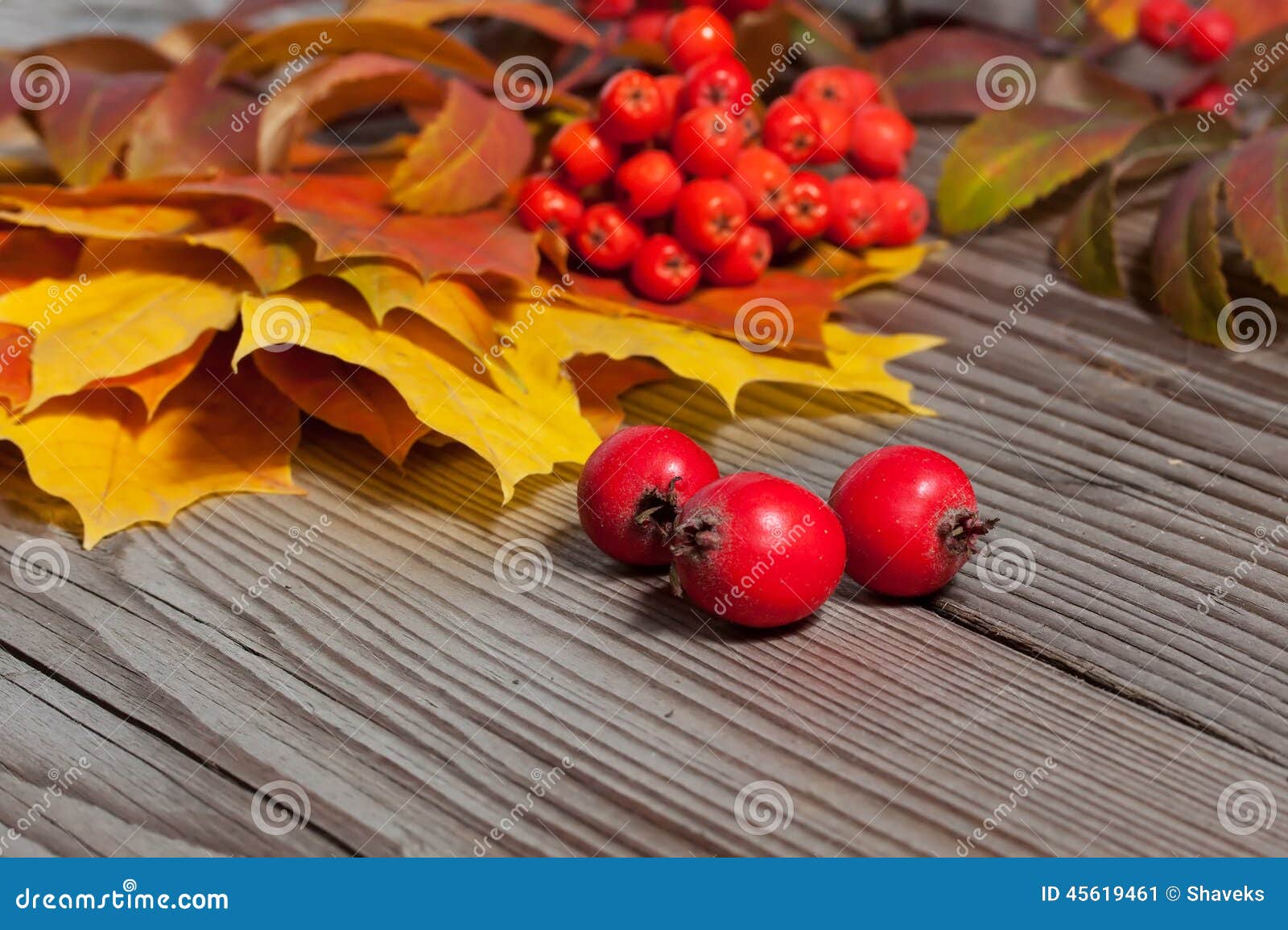 Haw in autumn composition stock image. Image of maple - 45619461