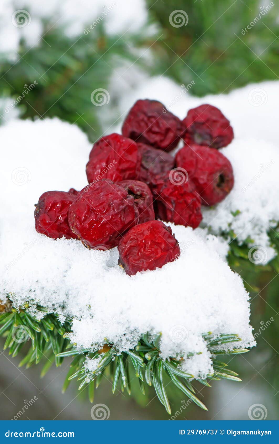 Dry haw on snow stock image. Image of bush, food, honeyed - 29769737