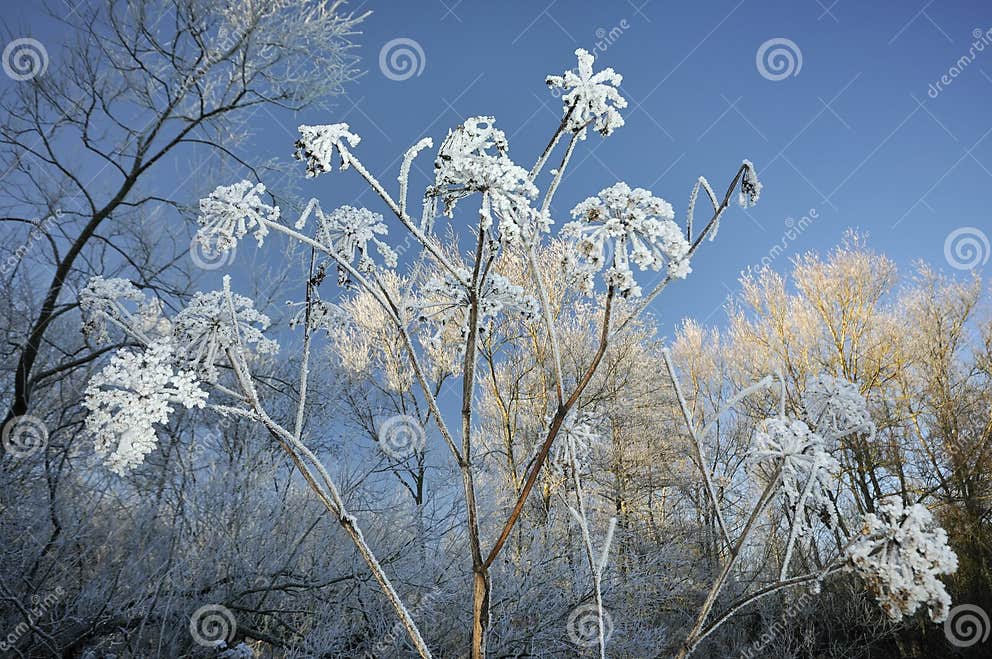 Haw Frost stock image. Image of plant, cold, wildflower - 17525837