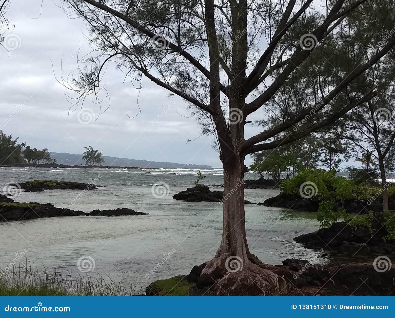 Hawaii Big Island Ocean Trees Stock Photo - Image of clouds, explore ...