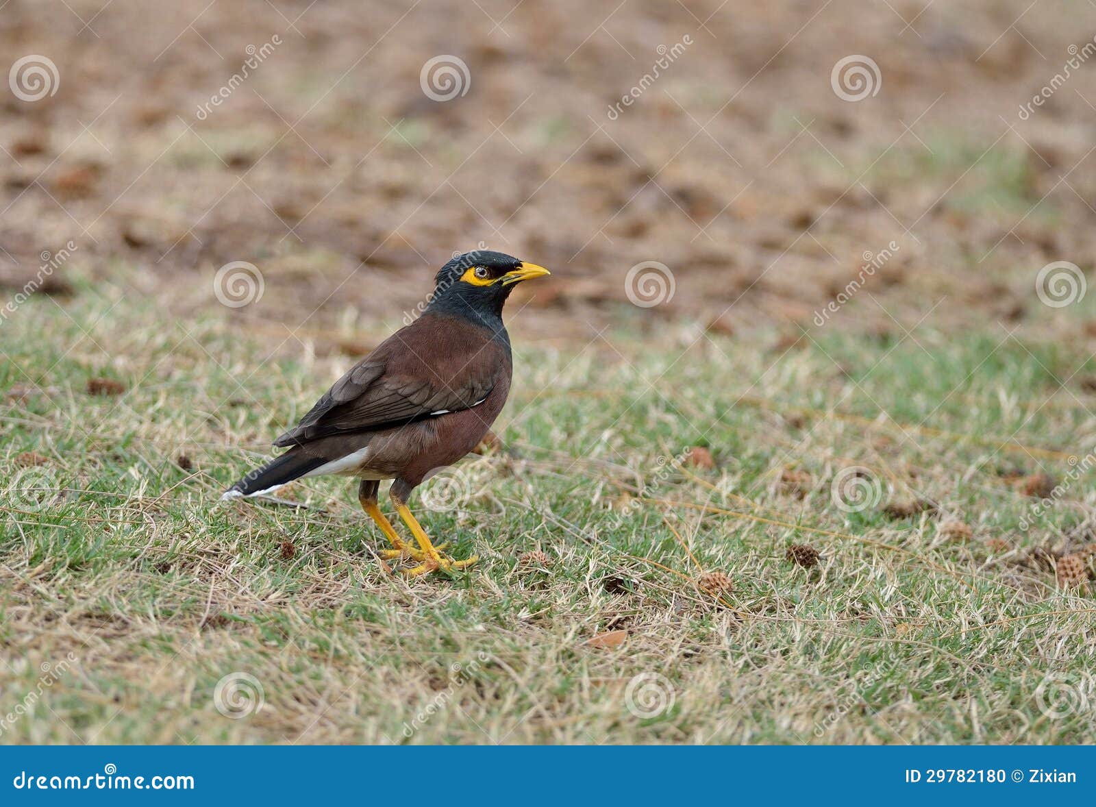 Common myna stock photo. Image of nature, hawaii, beak - 29782180