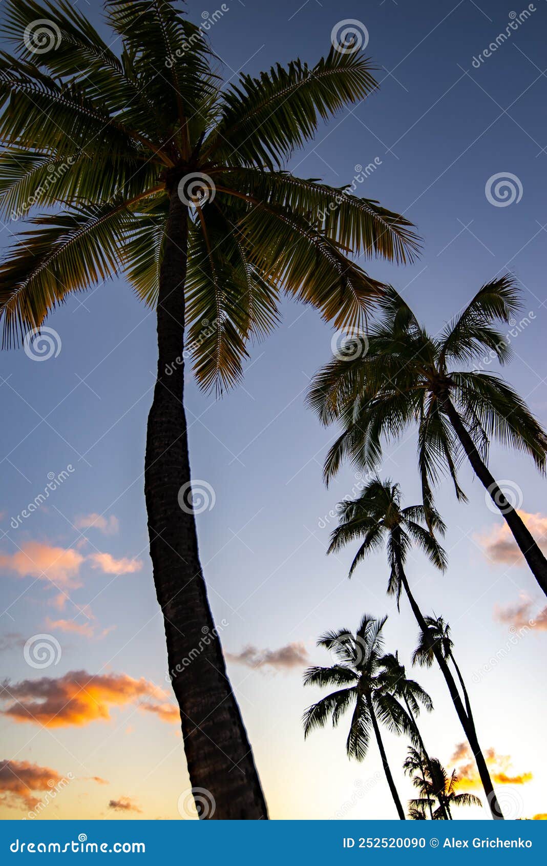Hawaii Palm Trees at Sunset Stock Photo - Image of hawaii, dusk: 252520090