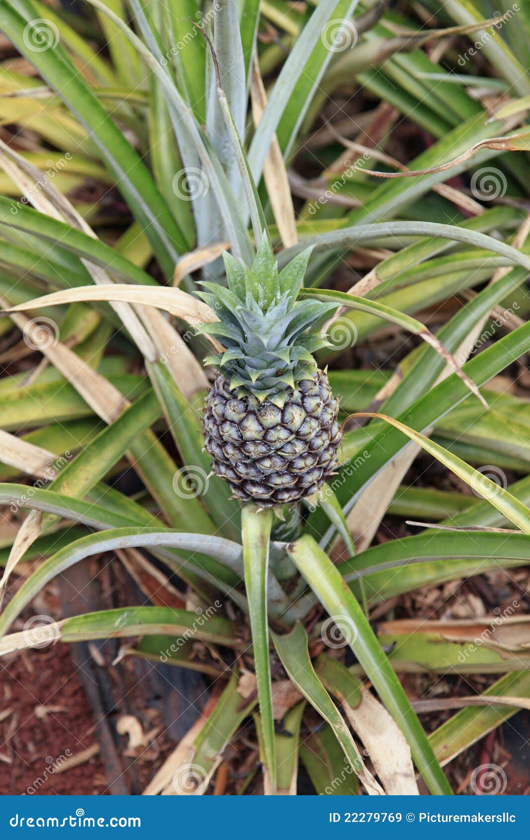 Hawaii Pineapple stock image. Image of healthy, fruit - 22279769