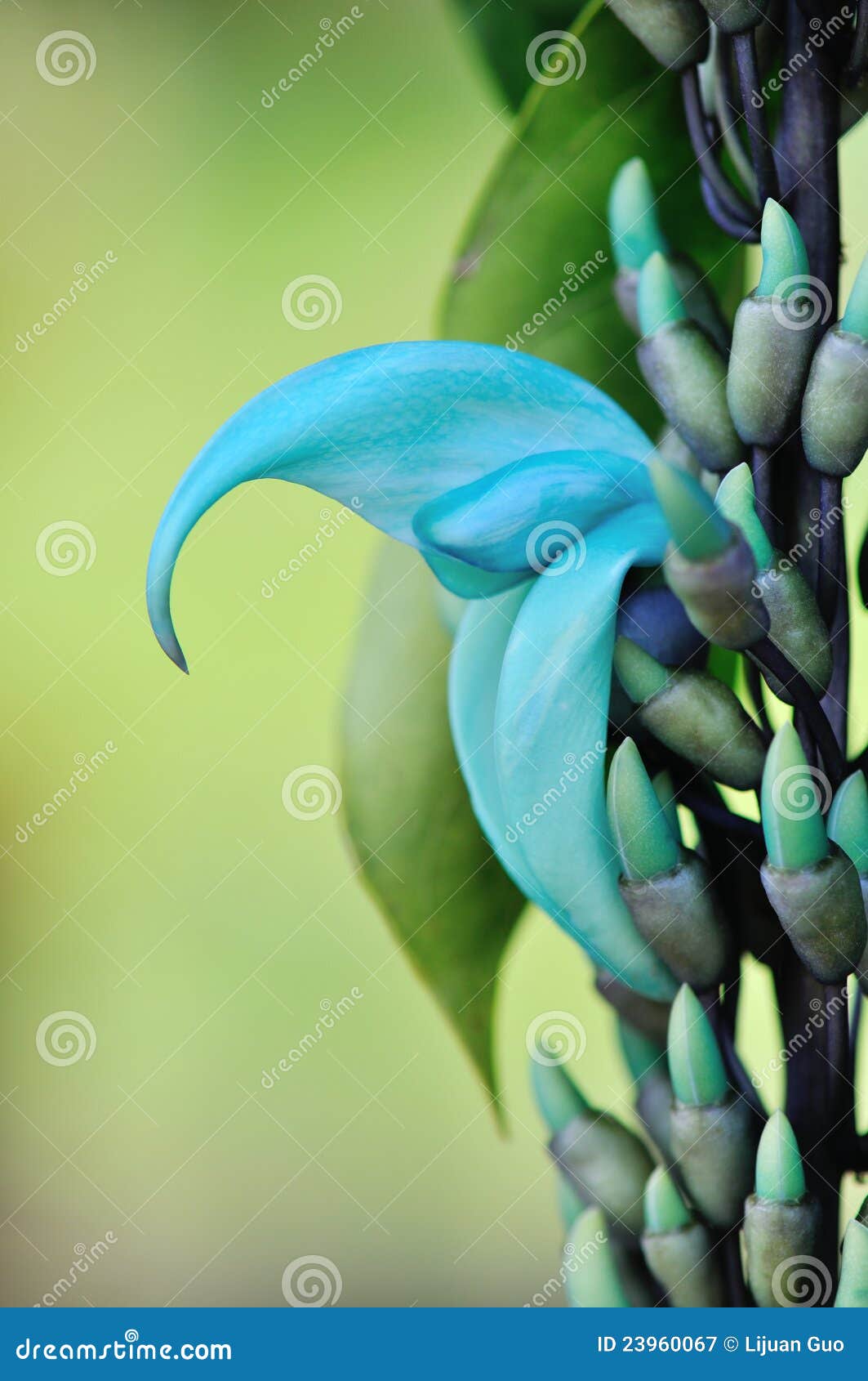 Hawaii Plants, Blue Jade Vine Stock Image - Image of philippines ...