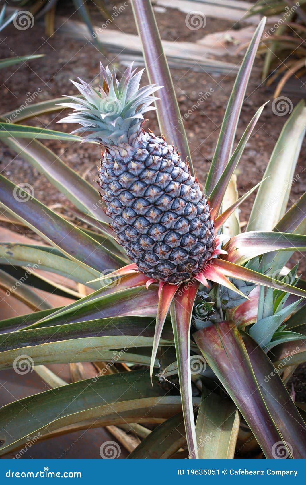 Hawaii - young pineapple stock image. Image of young - 19635051