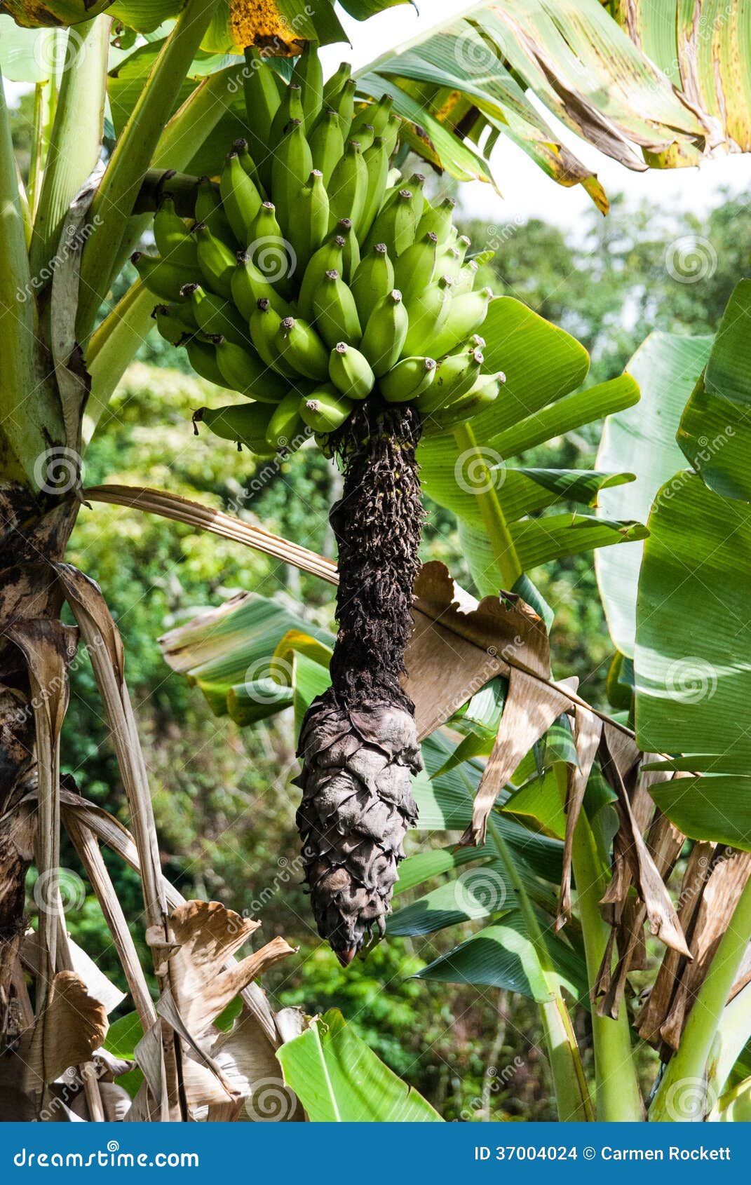 Hawaiian Bananas stock photo. Image of plant, grow, tropical - 37004024