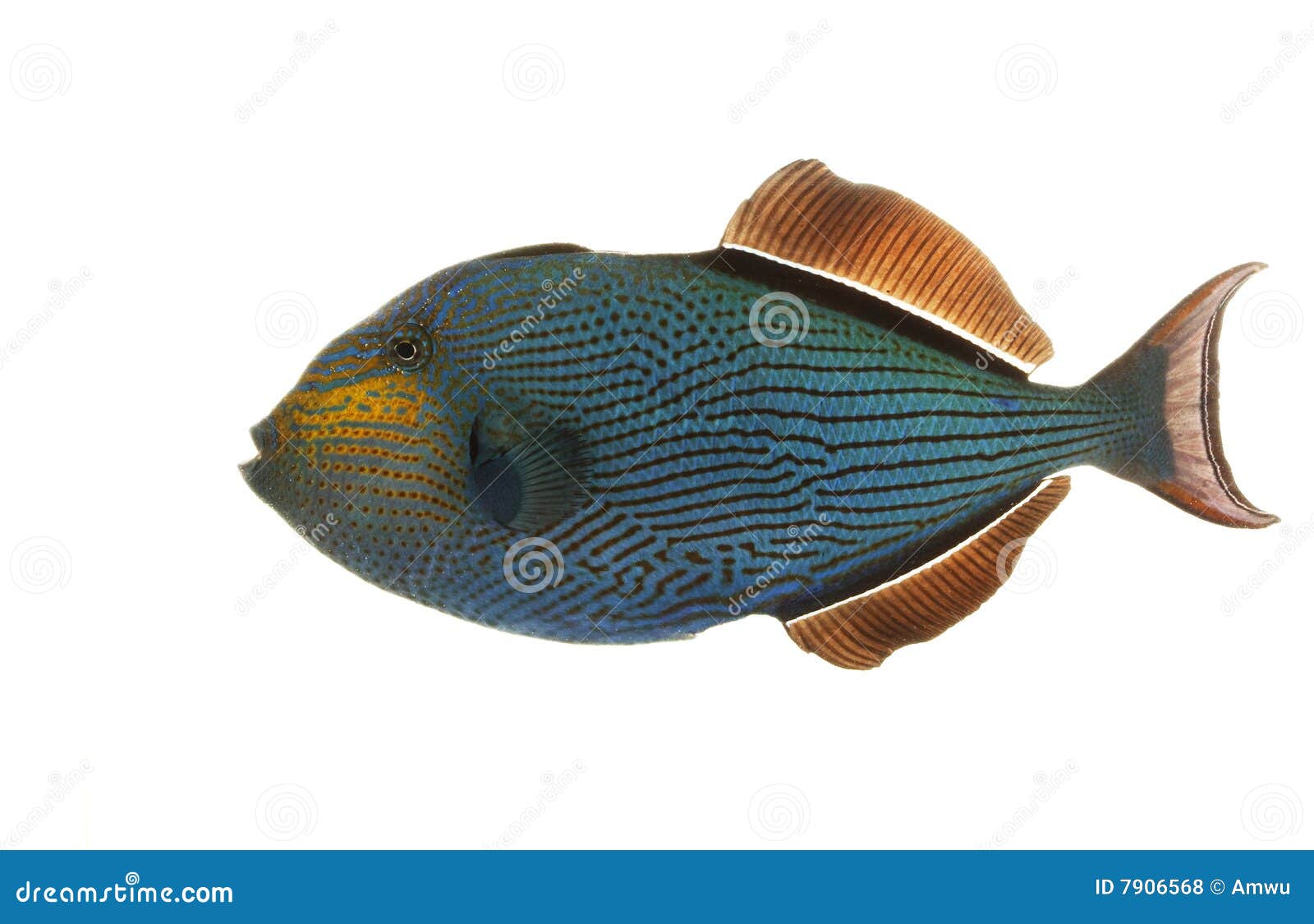 Hawaiian Triggerfish Stock Photo | CartoonDealer.com #106736052