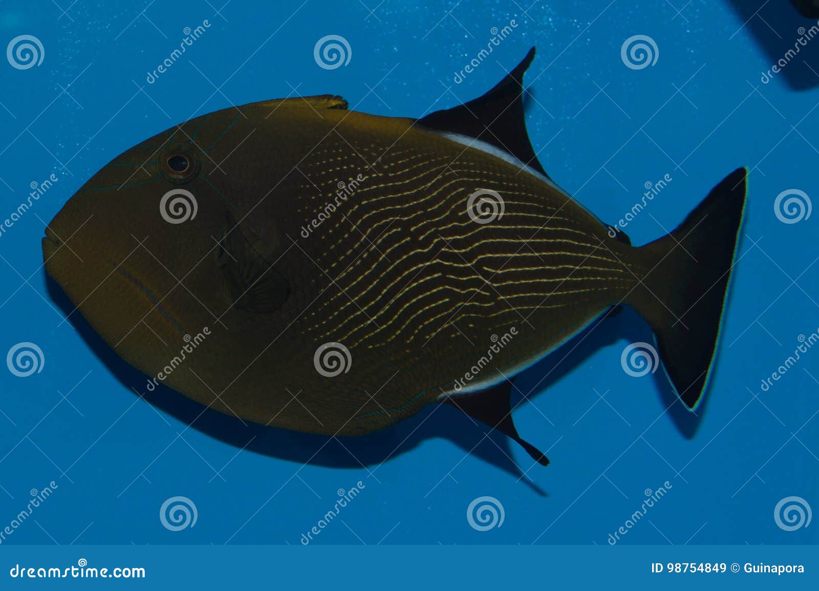 Hawaiian Black Triggerfish stock image. Image of brown - 98754849