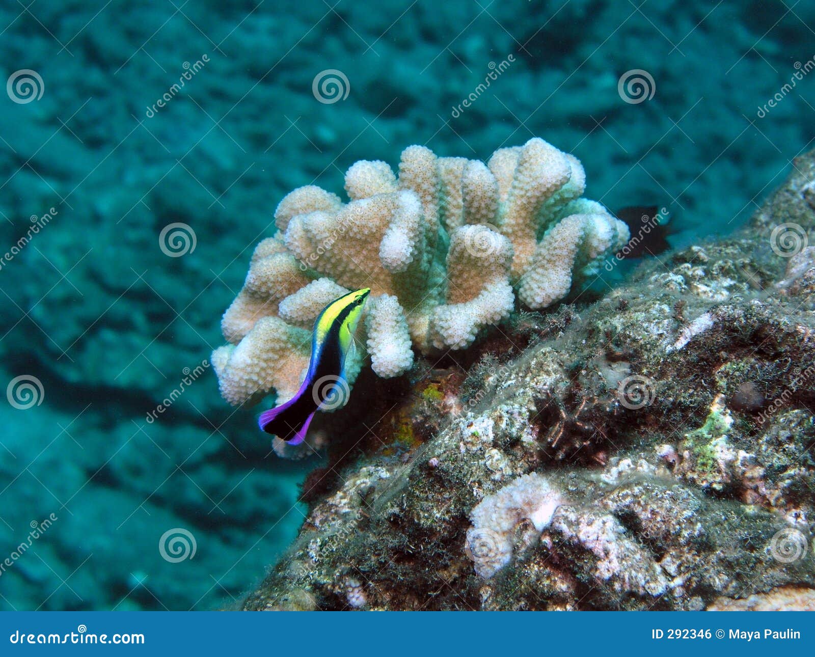 Hawaiian cleaner wrasse stock photo. Image of wrasse, marine - 292346