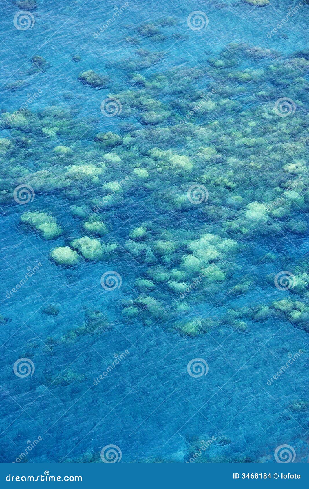 Hawaiian coral reef. stock photo. Image of reef, ocean - 3468184