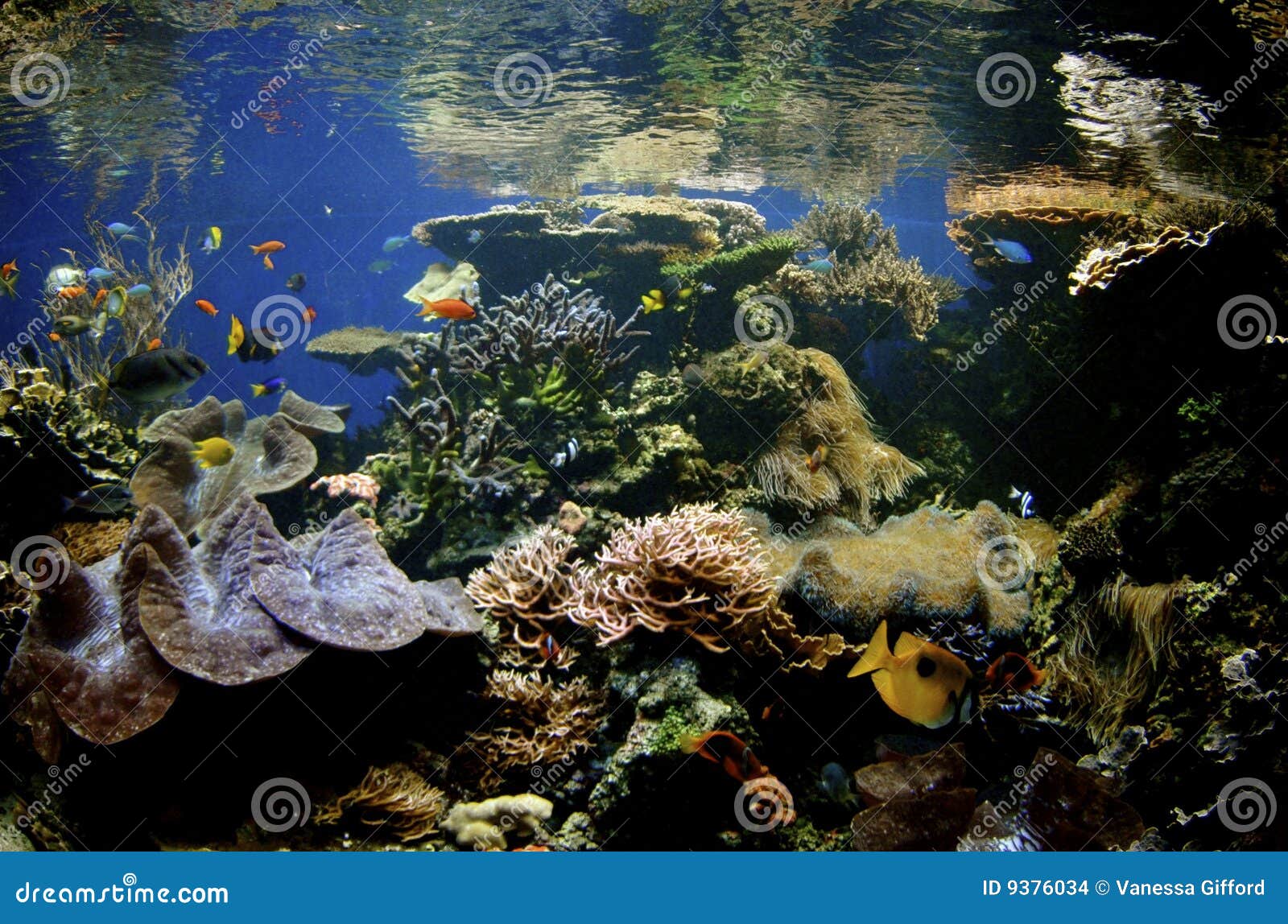 Hawaiian Coral Reef stock photo. Image of animal, marine - 9376034
