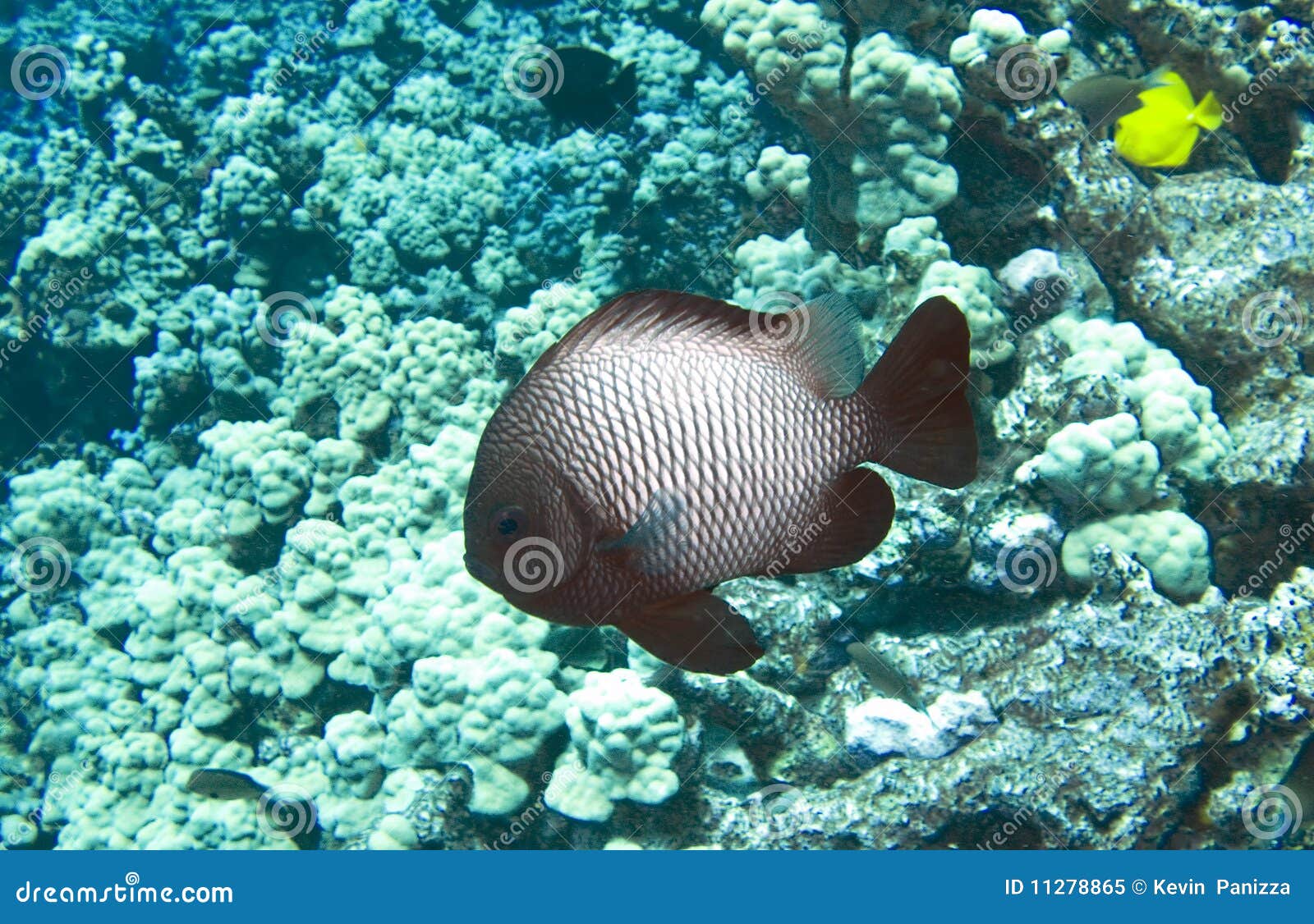 Hawaiian Dascyllus stock image. Image of nature, reef - 11278865