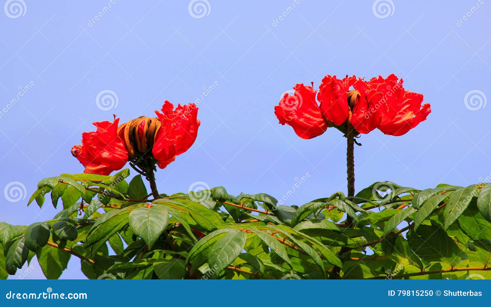 Hawaiian flowers stock photo. Image of flowers, gardens - 79815250