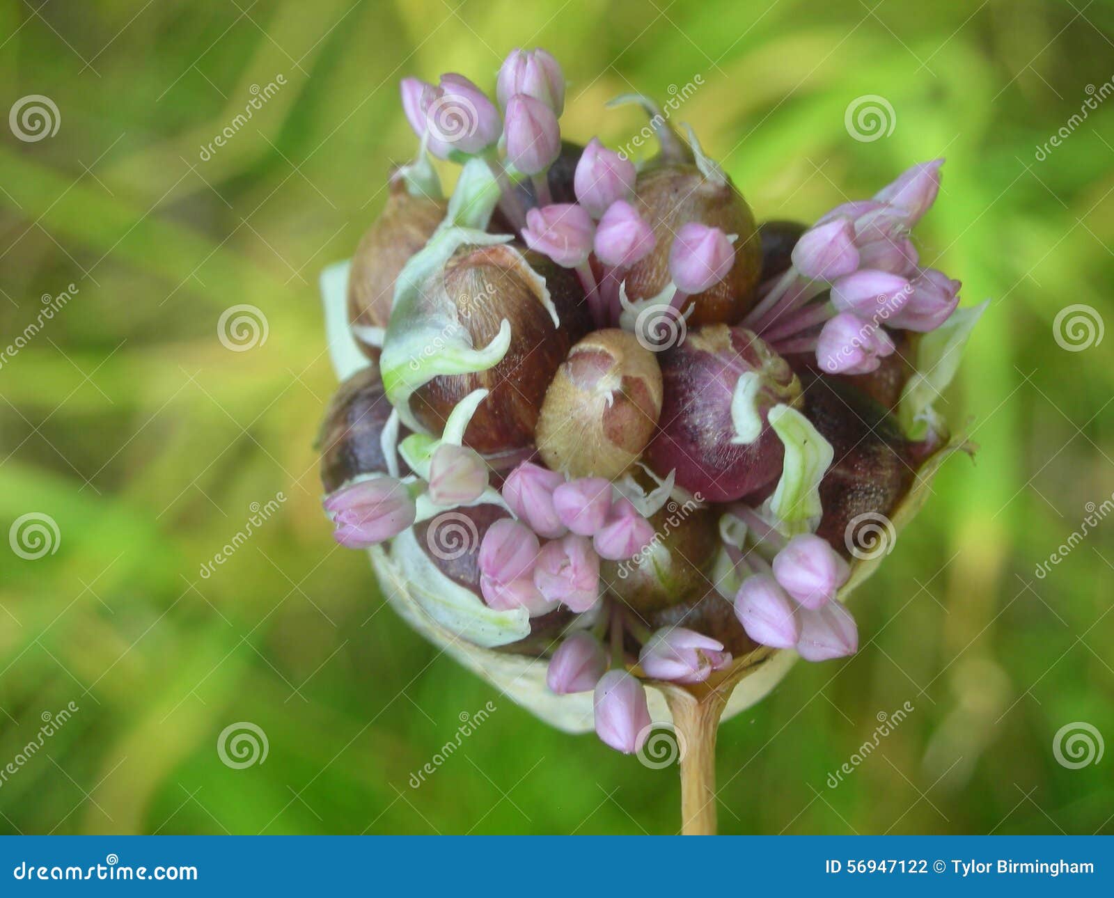 Hawaiian Garlic Seed Pod stock photo. Image of garlic - 56947122