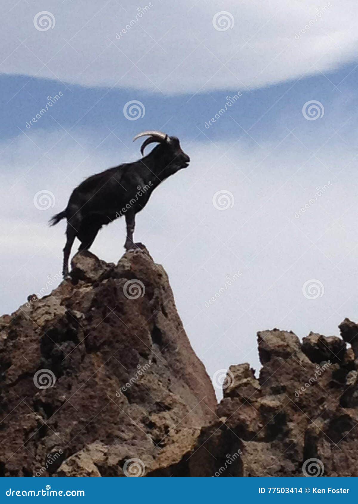 Hawaiian Goat stock photo. Image of rock, amazing, animal - 77503414