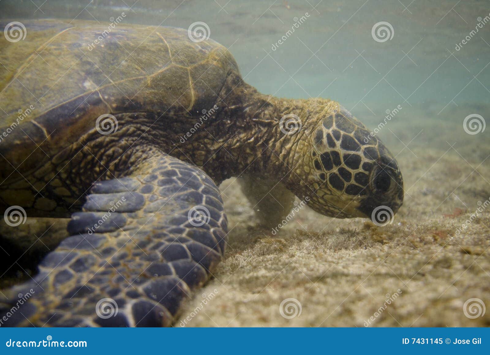 Hawaiian Green Sea Turtle 2 Stock Image - Image of marine, life: 7431145