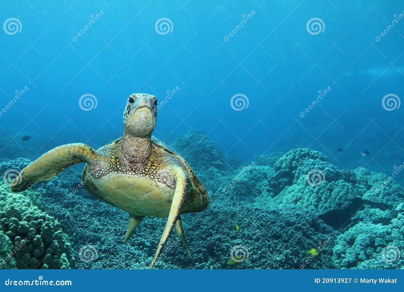 Hawaiian Green Sea Turtle stock image. Image of hawaiian - 20913927