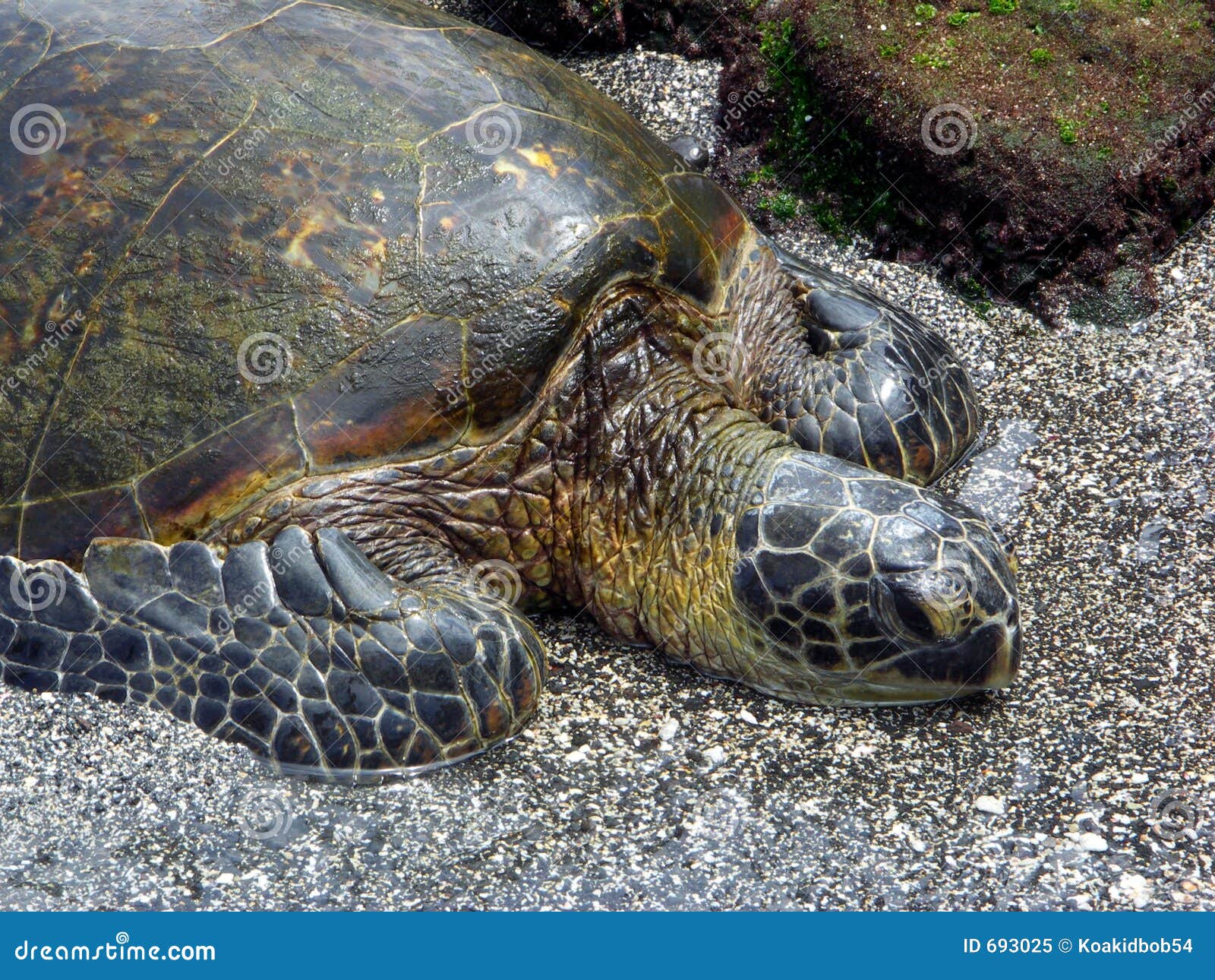 Hawaiian Green Sea Turtle stock image. Image of hawaii - 693025