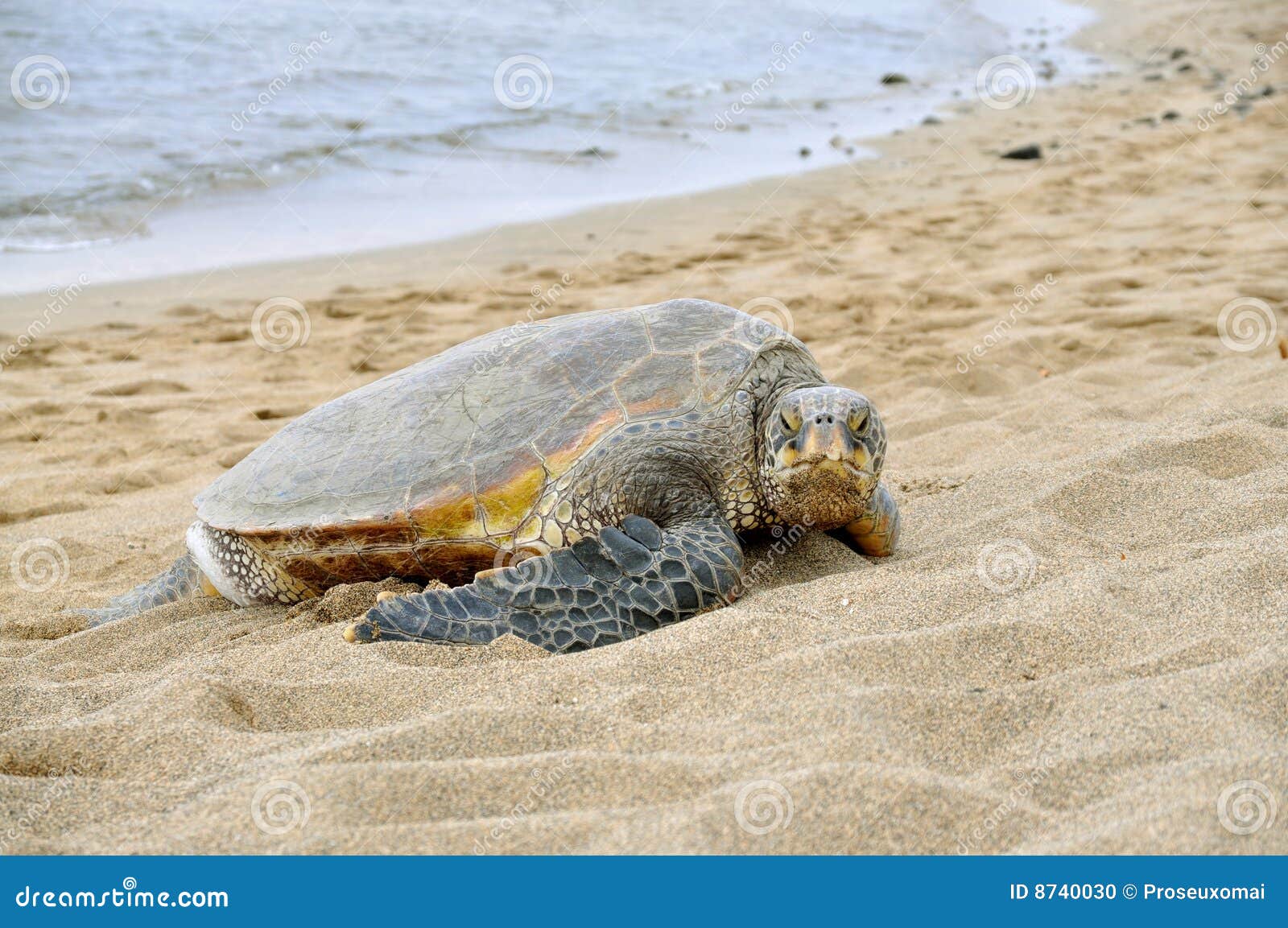 Hawaiian Green Sea Turtle stock photo. Image of look, outdoor - 8740030