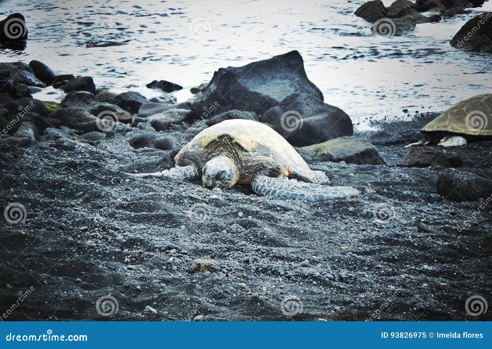 The Hawaiian Honu stock image. Image of wisdom, greenseaturtle - 93826975