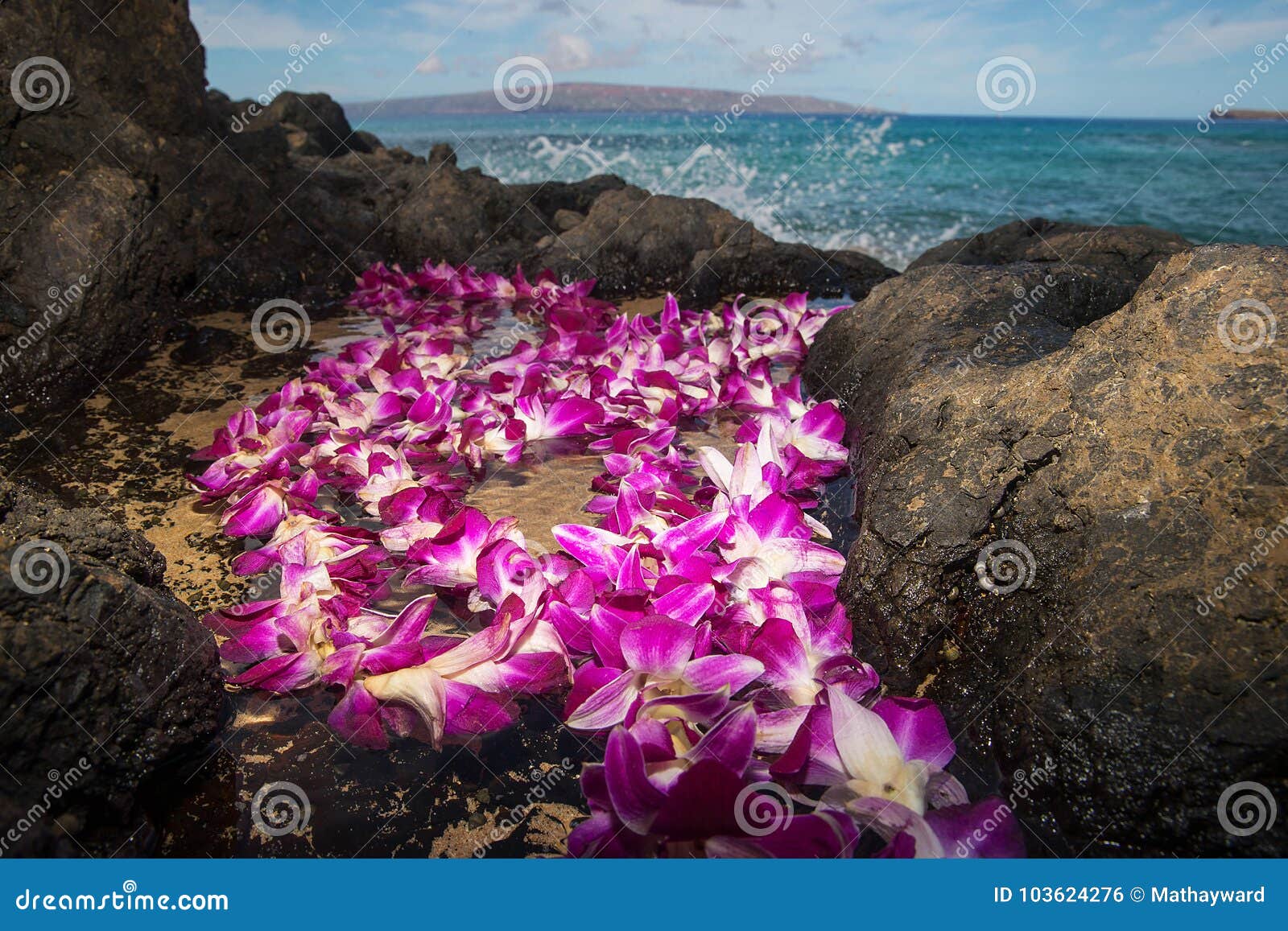Fresh Hawaiian Lei at an Ocean Beach Stock Photo - Image of rocks ...