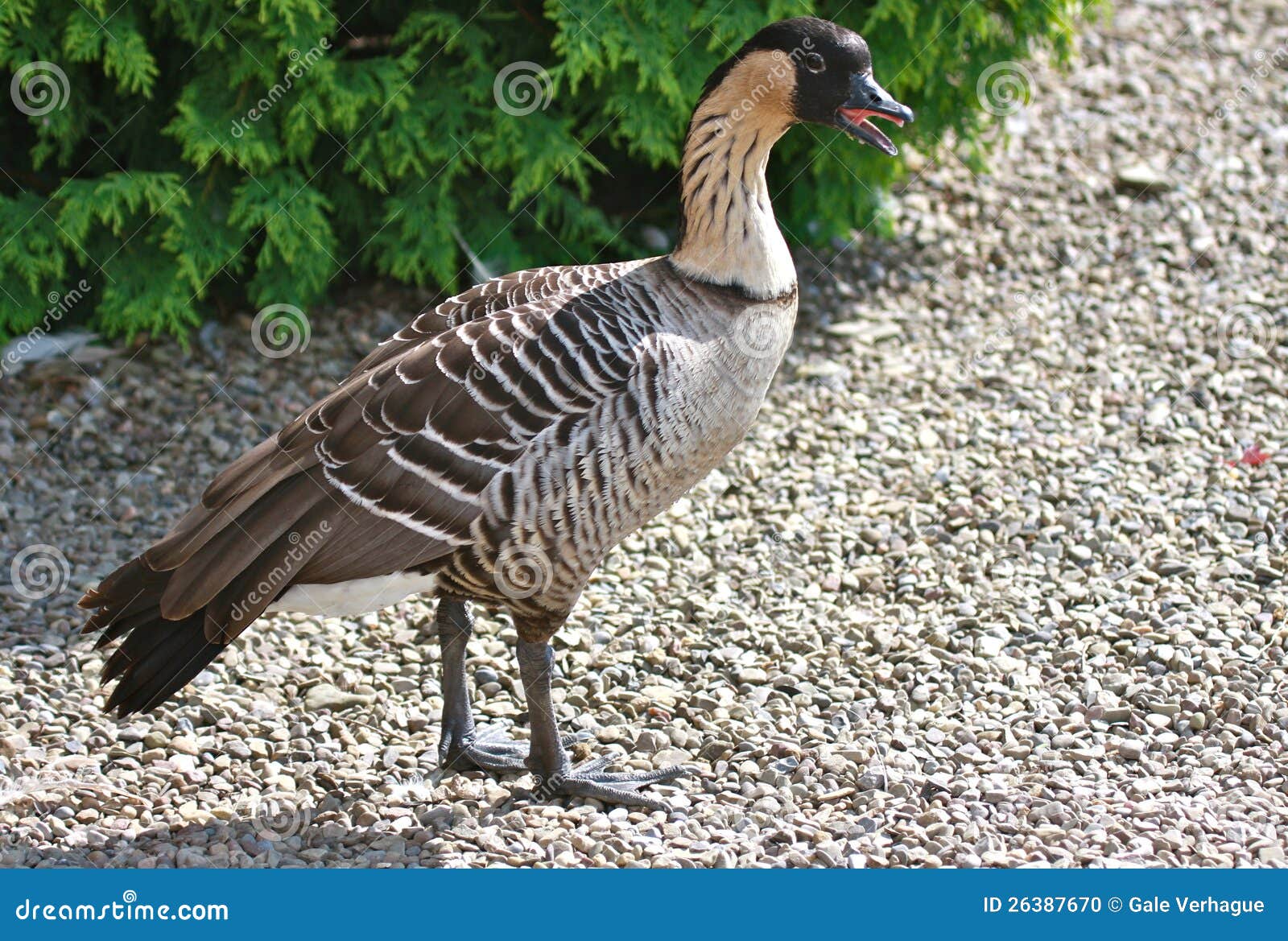 Hawaiian Nene Goose stock photo. Image of kauai, goose - 26387670