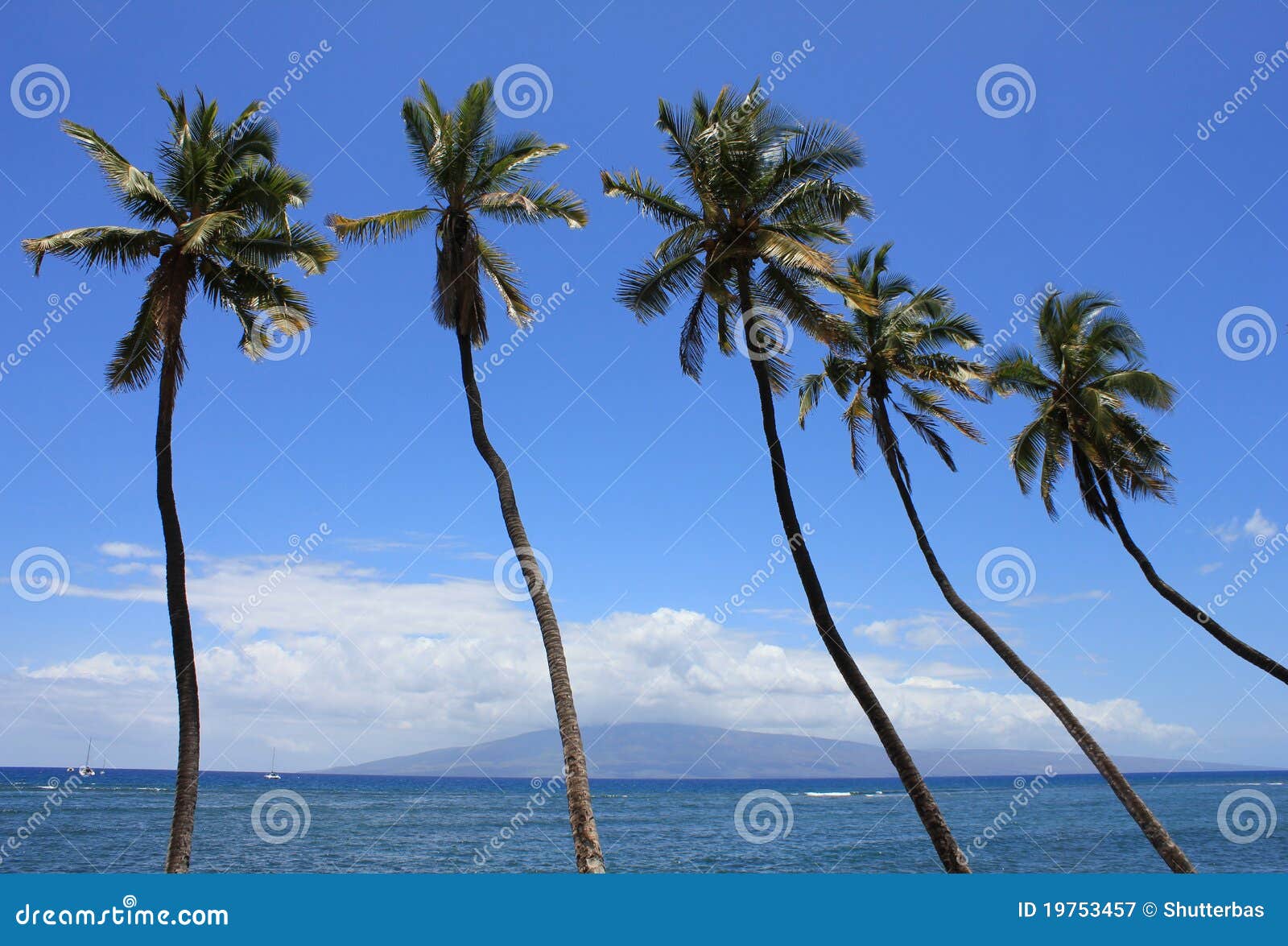 Hawaiian palm trees stock image. Image of holiday, cuba - 19753457