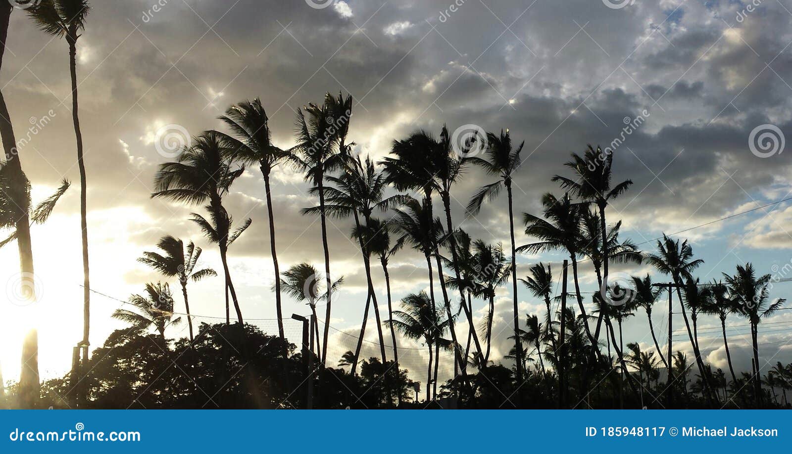 Hawaiian Palm Trees & Breeze Stock Image - Image of hawaiian, palm ...