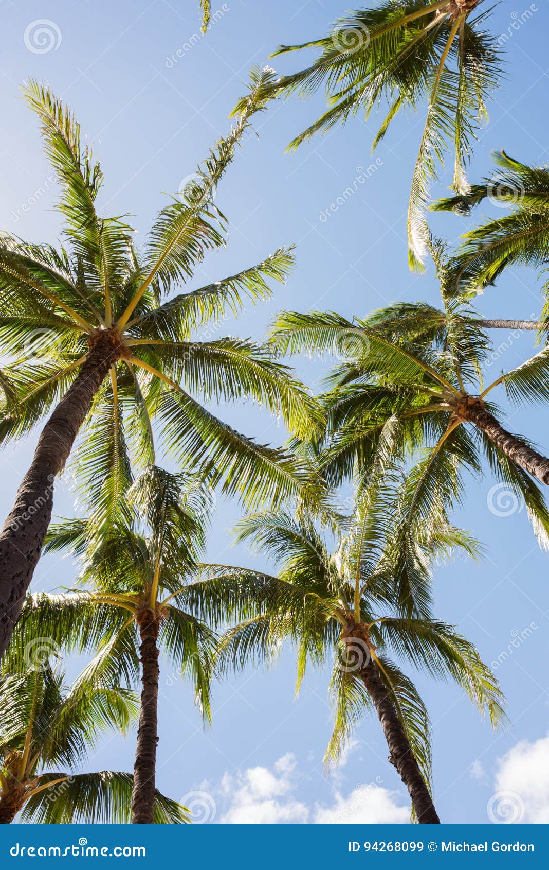 Hawaiian Palm Trees stock image. Image of oahu, island - 94268099