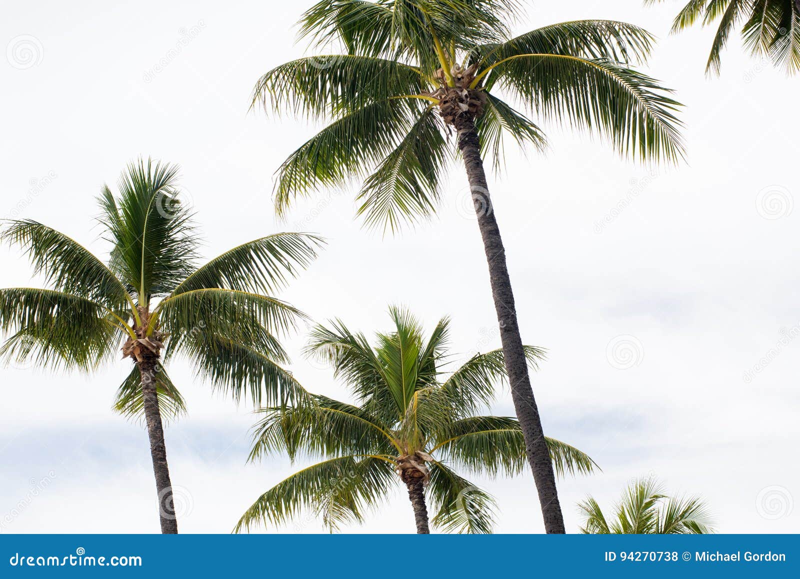 Hawaiian Palm Trees stock photo. Image of happiness, vacation - 94270738