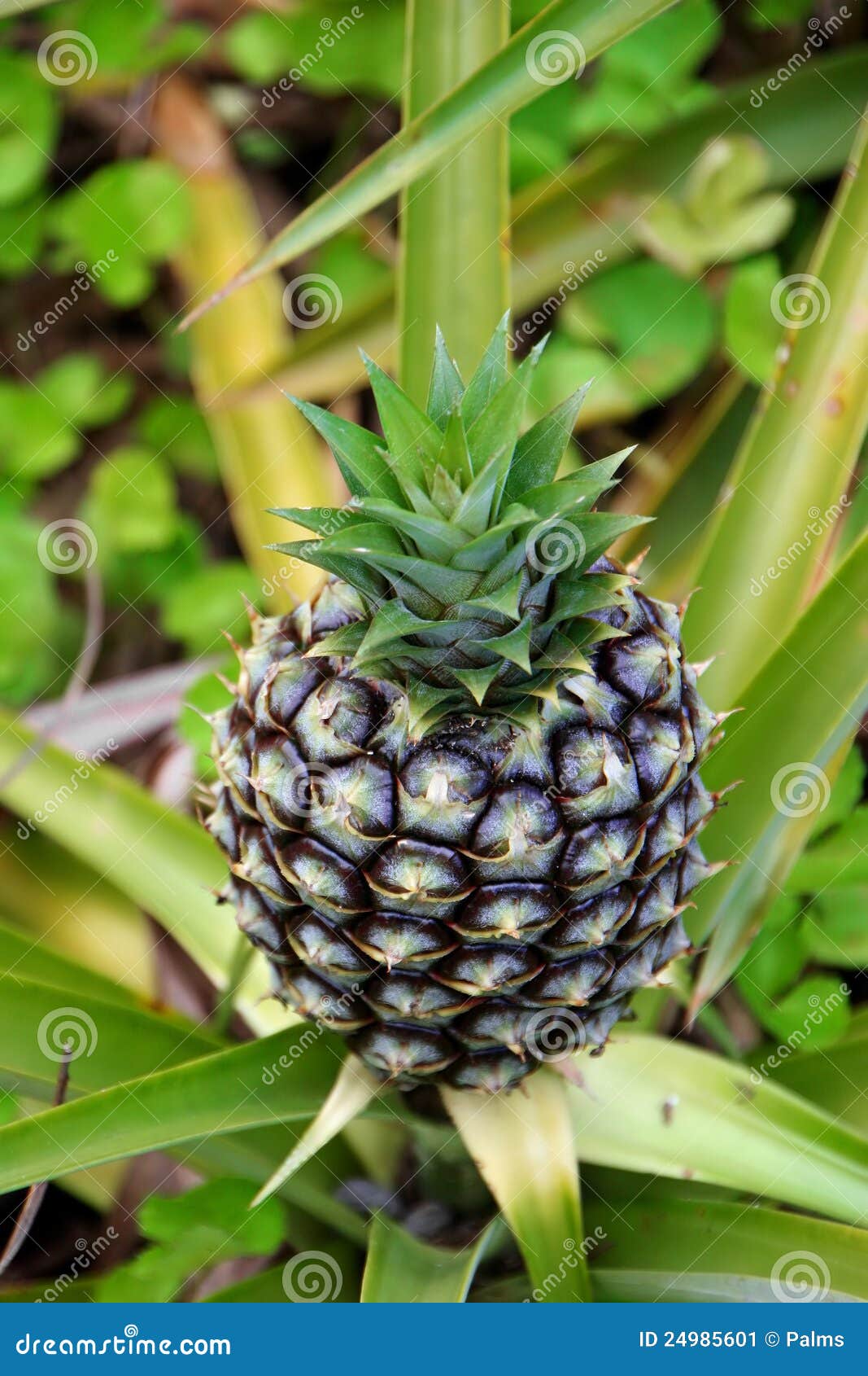 Hawaiian Pineapple Plant stock image. Image of kauai - 24985601