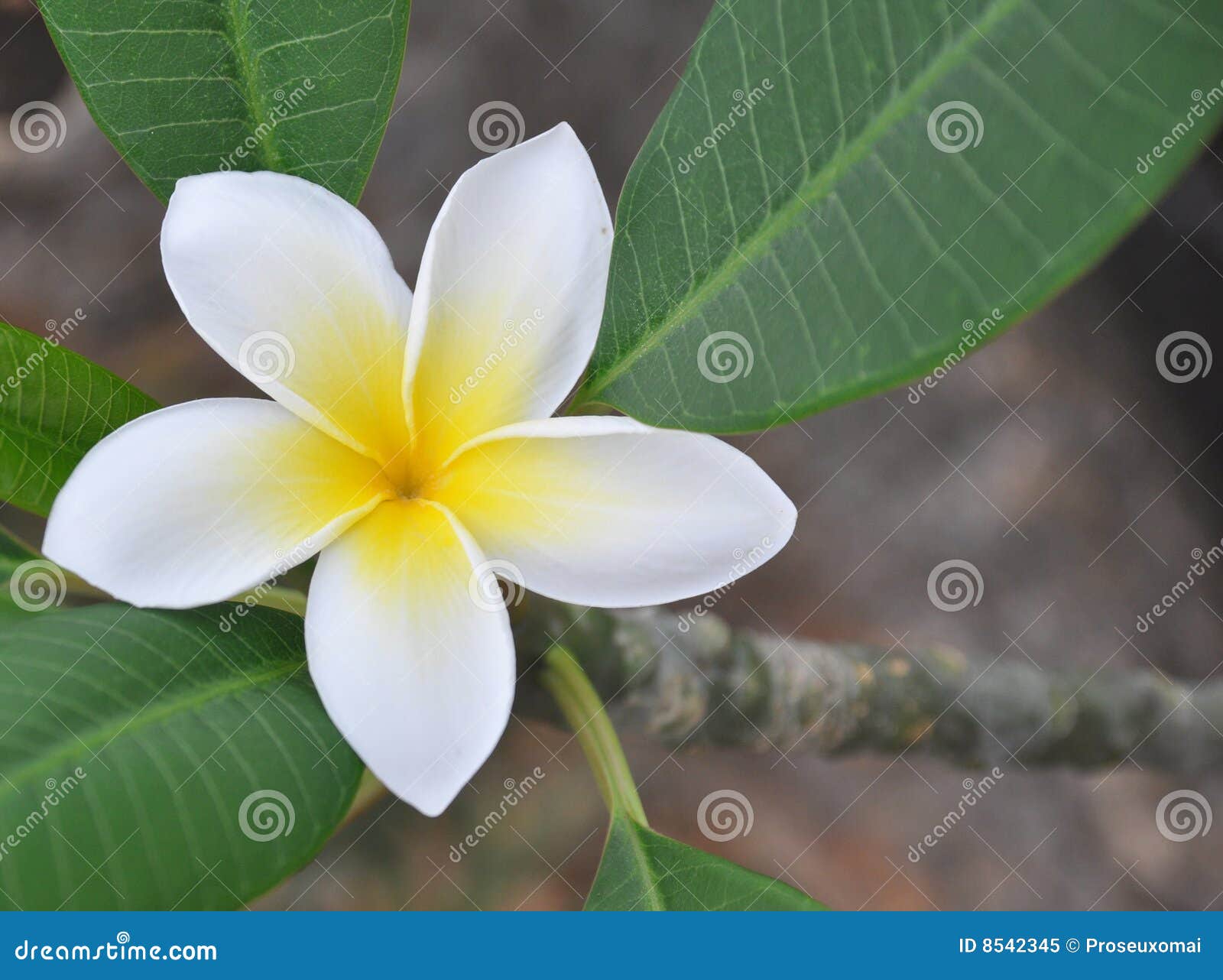 Hawaiian Plumeria stock image. Image of flores, blossom - 8542345