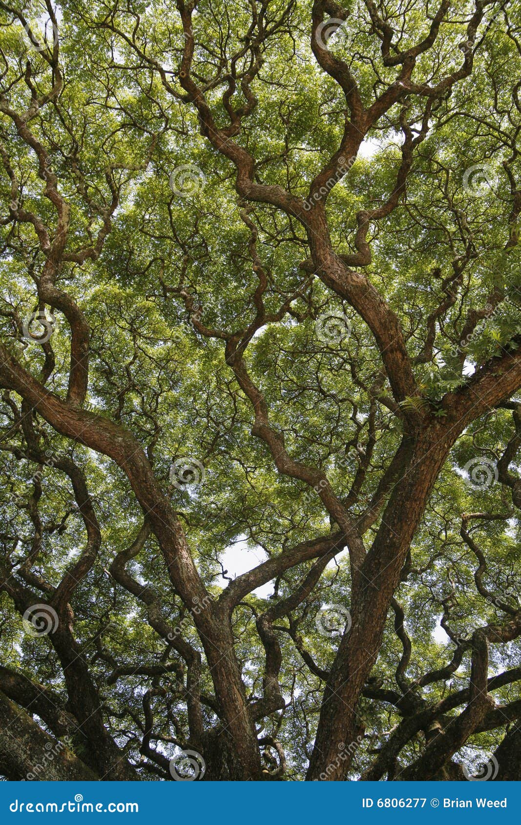 Rain Tree (Samanea Saman) Royalty-Free Stock Photography ...