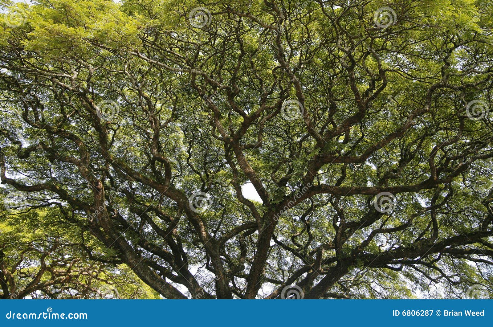 Hawaiian Rain Tree stock image. Image of hawaii, leaves - 6806287