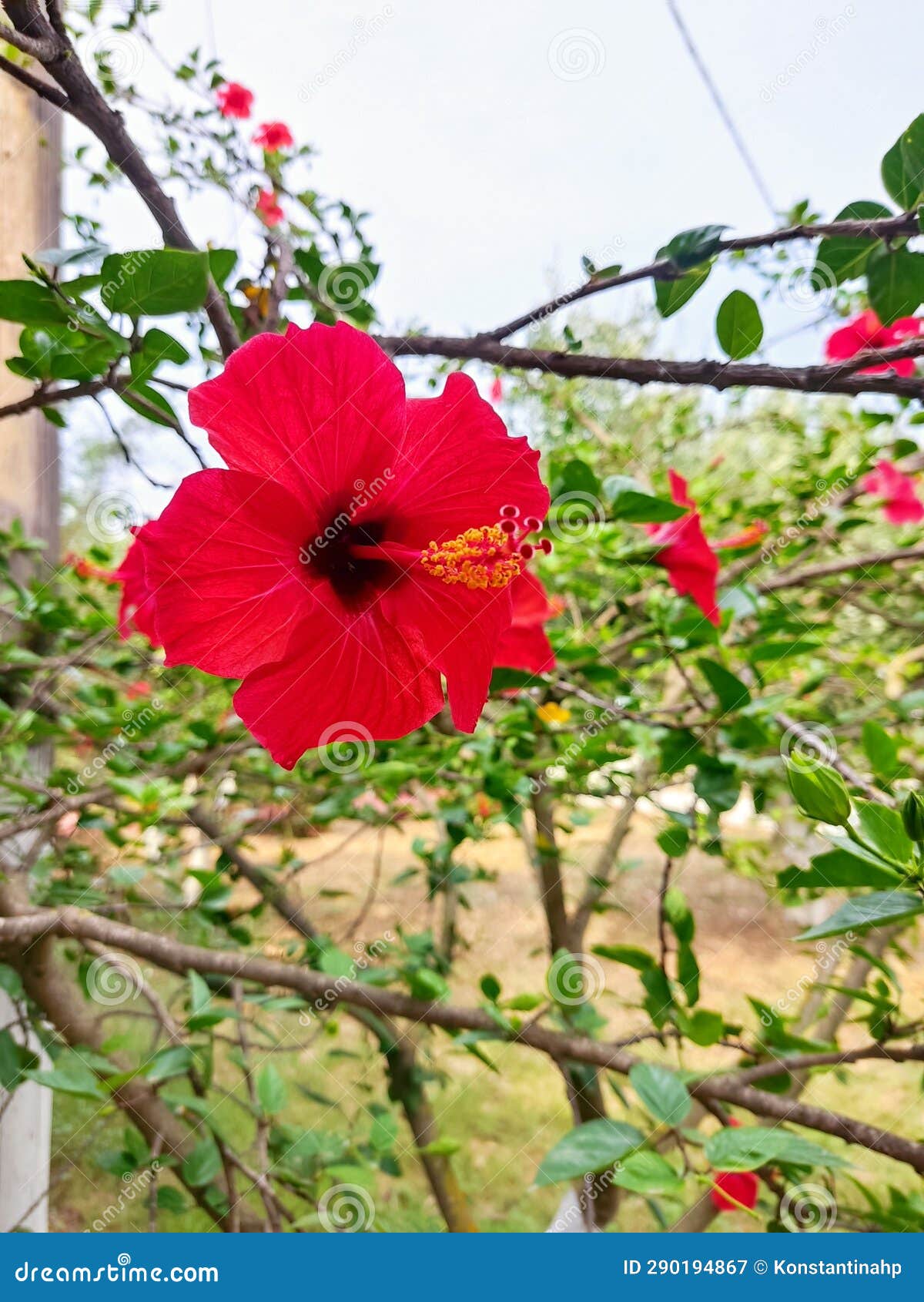 Hawaiian red flower stock image. Image of beautiful - 290194867