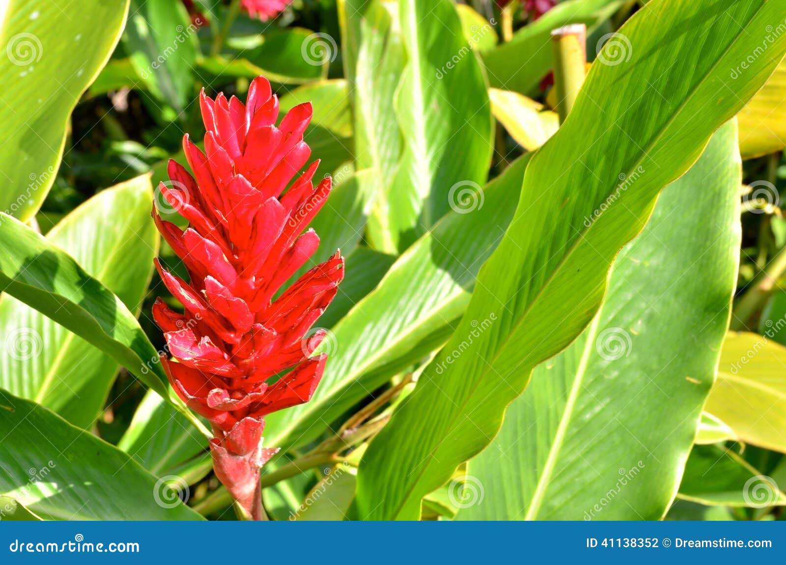 Hawaiian Red Ginger stock photo. Image of beautiful, island - 41138352