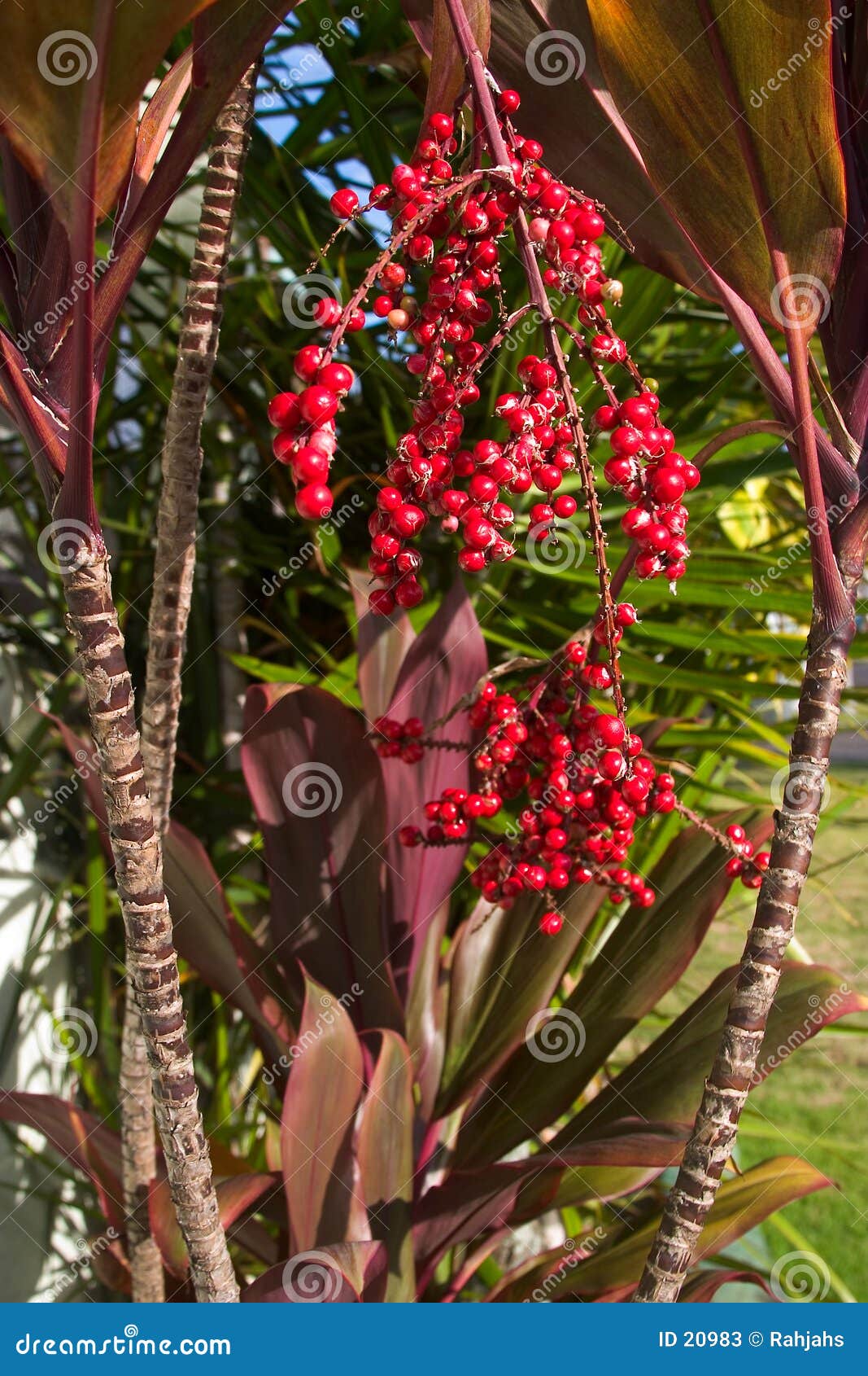 Hawaiian Red Ti Leaf and Red Berries Stock Image - Image of orgin ...