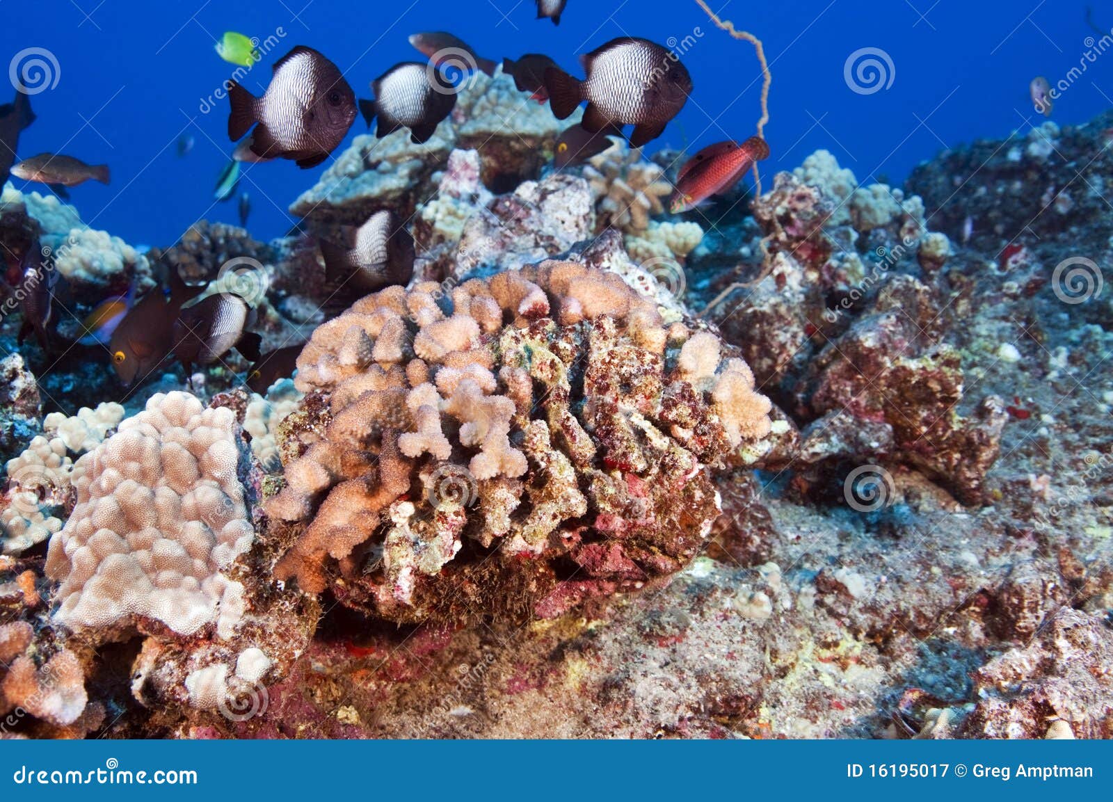Hawaiian Reef stock image. Image of coral, animal, pacific - 16195017