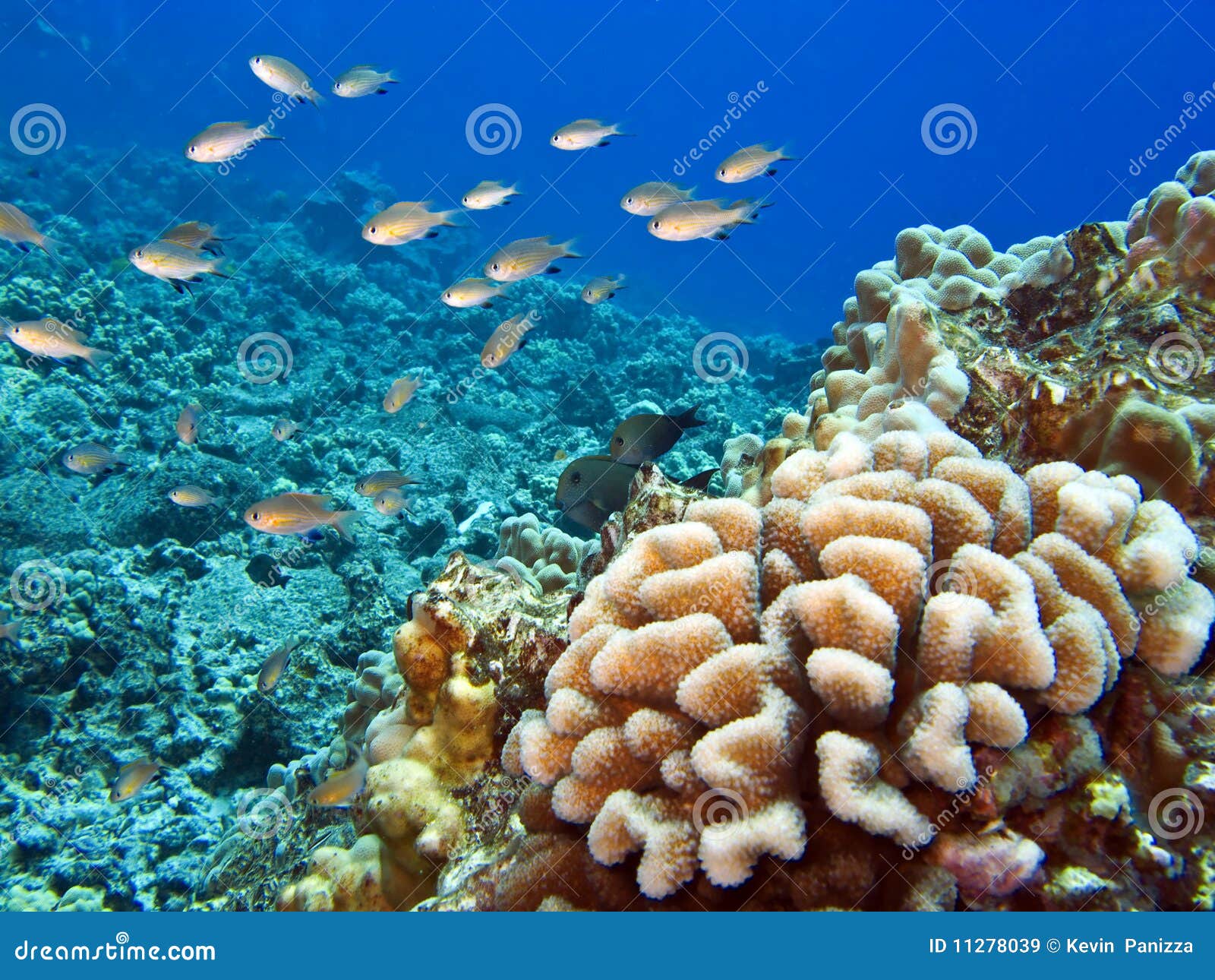 Hawaiian Reef with Coral and Fish Stock Image - Image of travel, fish ...