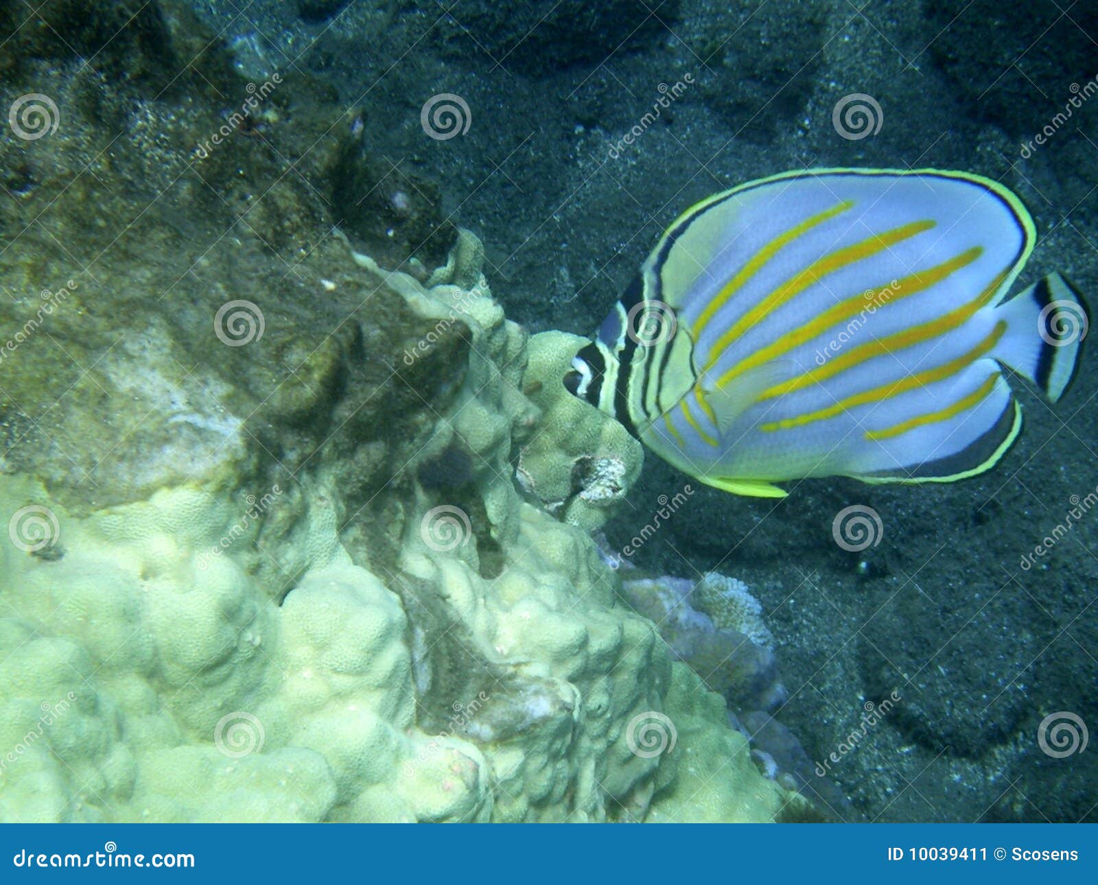 Hawaiian reef fish stock image. Image of reef, butterflyfish - 10039411
