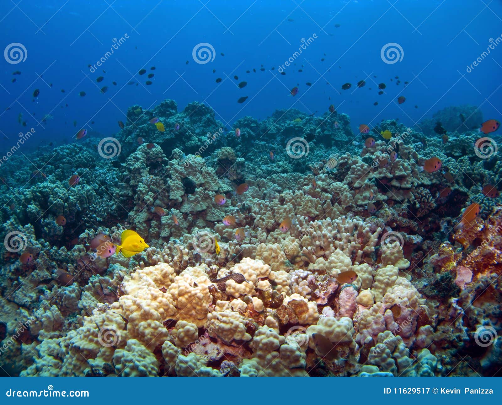 Hawaiian Reef Scene in Kona Stock Image - Image of fish, hawaii: 11629517