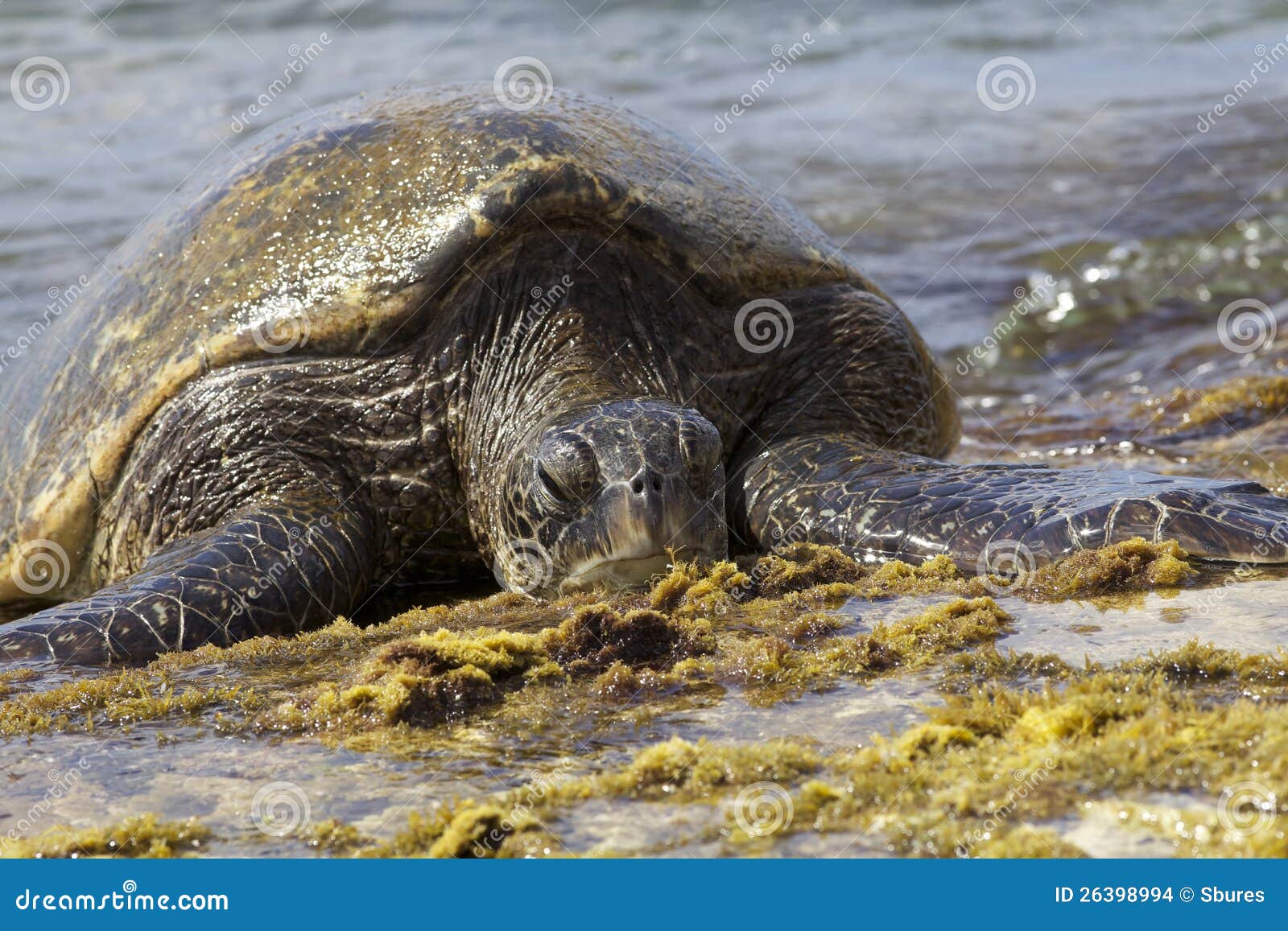 Hawaiian Sea Turtle stock photo. Image of hawaiian, tortoise - 26398994