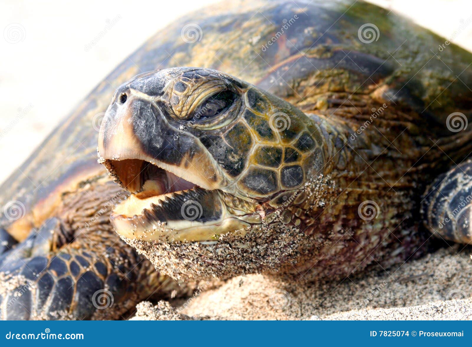 Giant Sea Turtle Mouth
