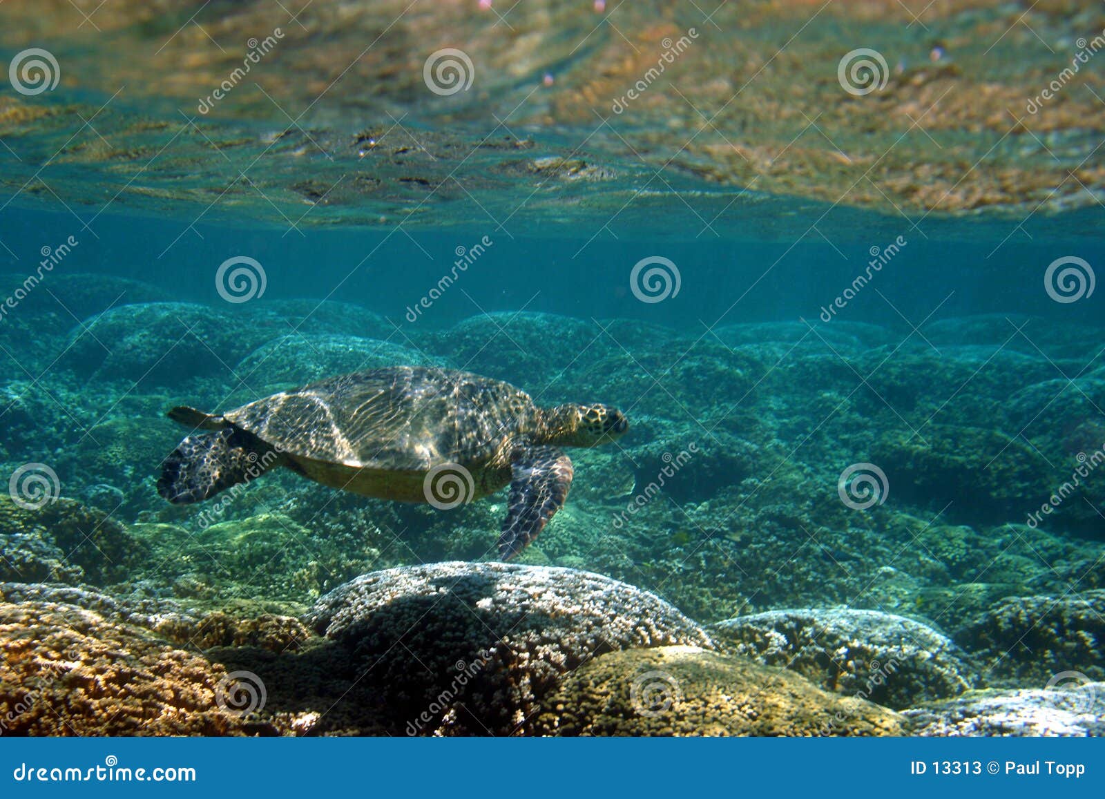 368 Green Sea Turtle Below Stock Photos - Free & Royalty-Free Stock ...