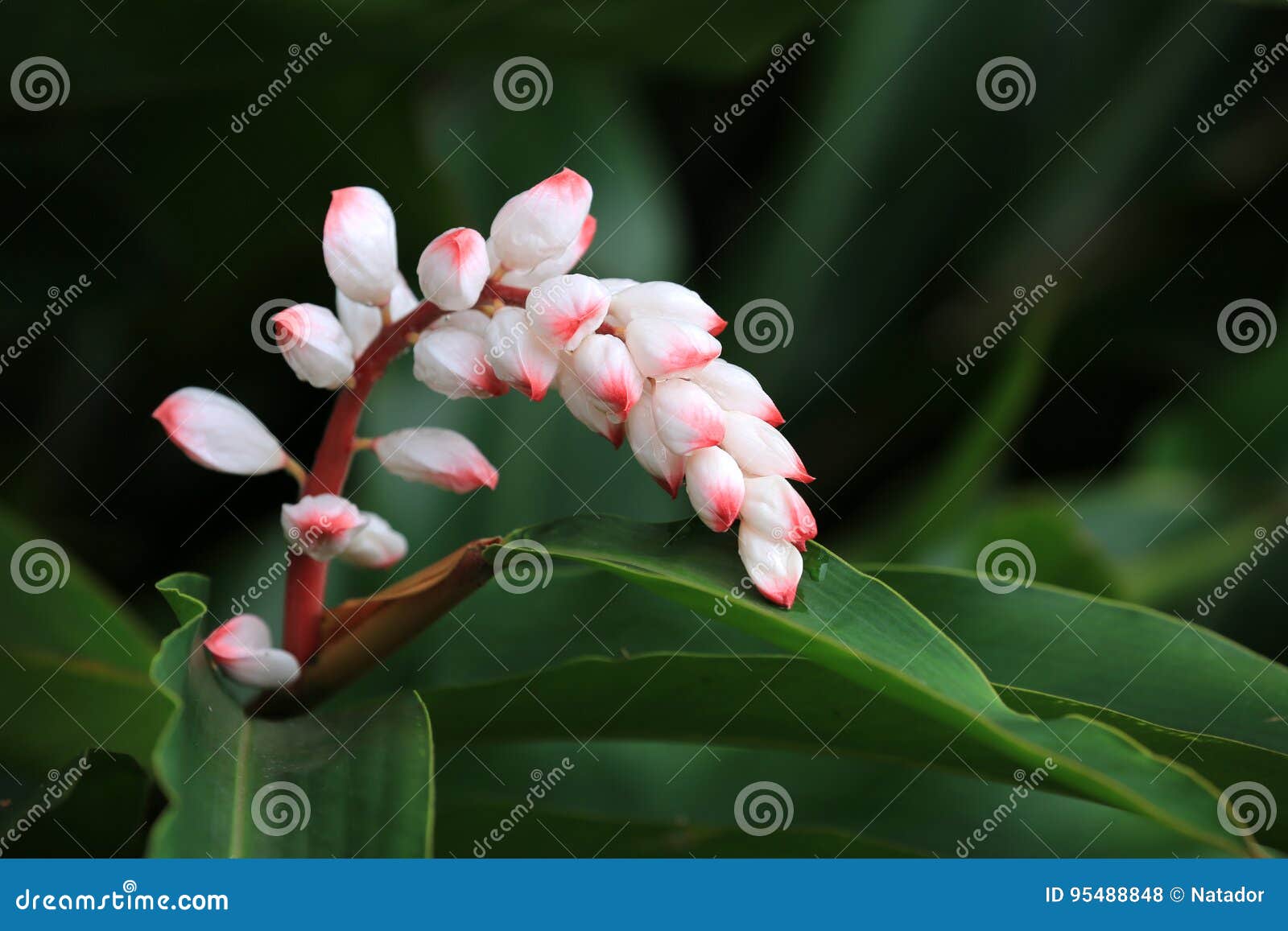 Hawaiian Shell Ginger Flower Stock Photo - Image of blossom ...