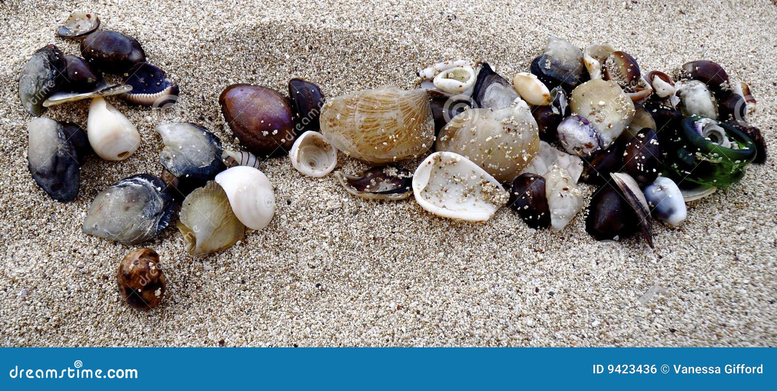 Hawaiian Shells In The Sand Stock Photo - Image of marine, diversity ...