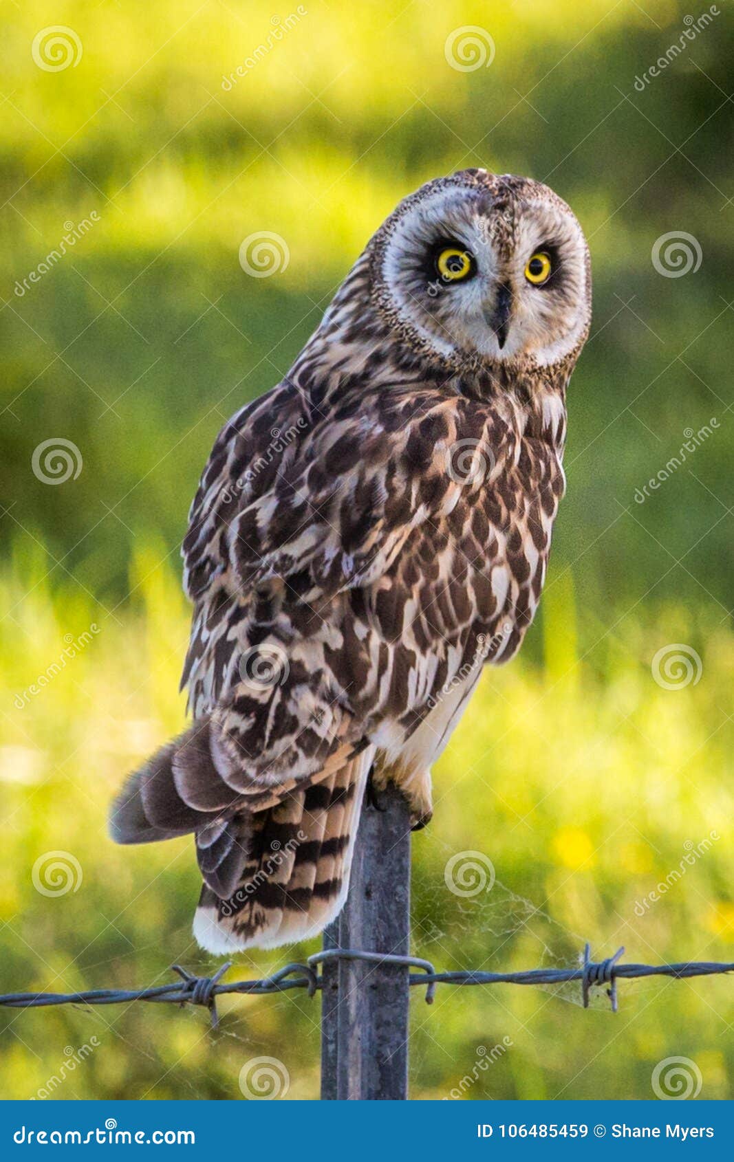 Pueo Stock Photos - Free & Royalty-Free Stock Photos from Dreamstime