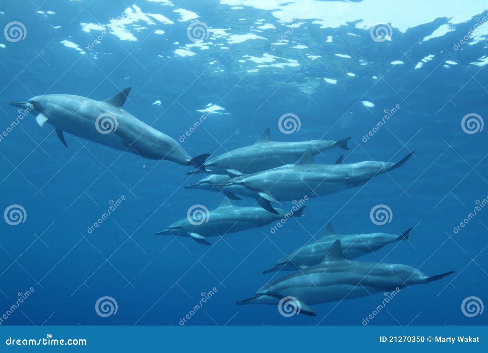 Hawaiian Spinner Dolphin stock photo. Image of underwater - 21270350