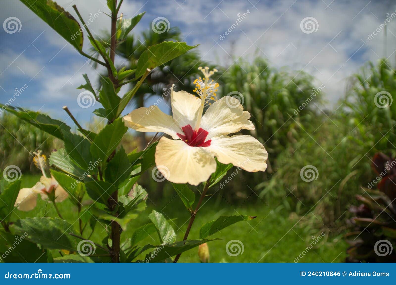 Hawaiian yellow hibiscus stock photo. Image of hawaiian - 240210846
